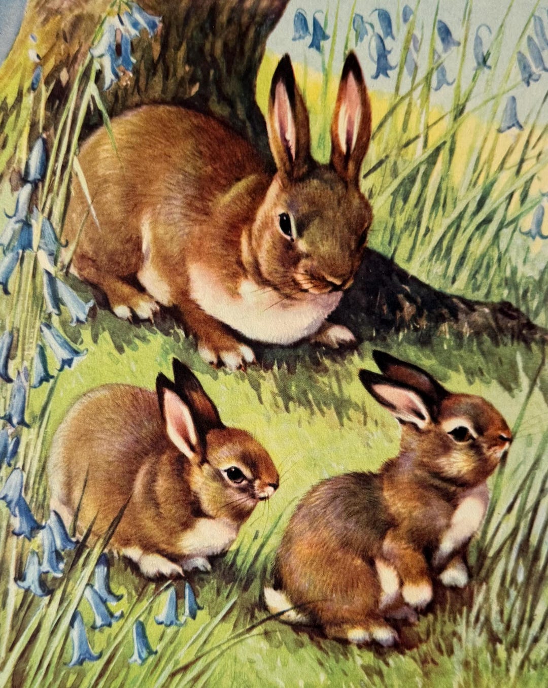 Rabbits, Farmyard Animals, 1950s Vintage Book Print, Bookplate - Etsy