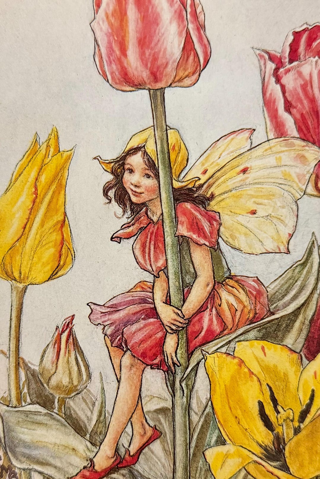 Flower Fairies, the Tulip Fairy, Cicely Mary Barker, Fantasy Art, 1990 ...