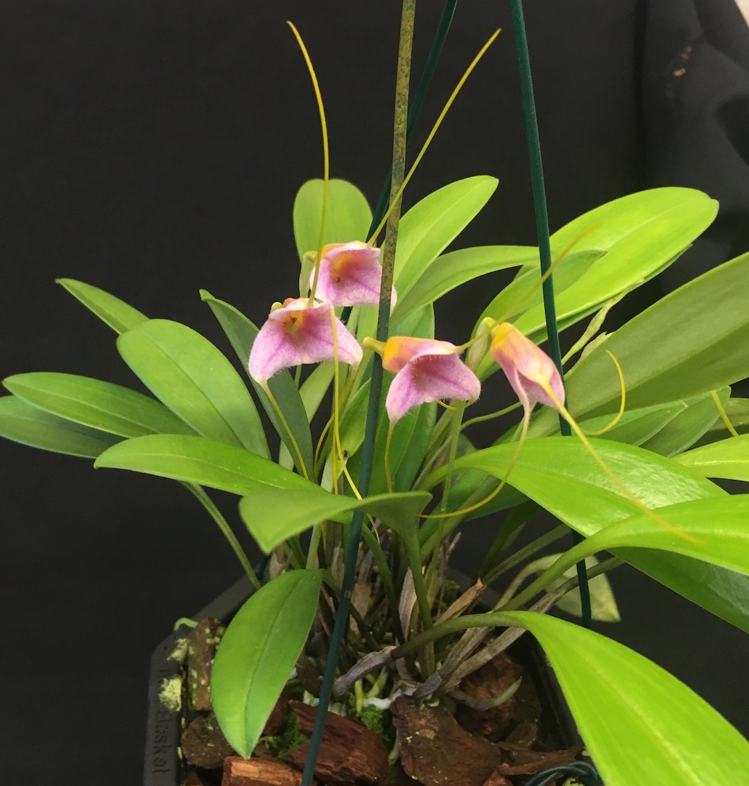 Masdevallia Paivaeana, Miniature Orchid Species Grown in the UK - Etsy UK