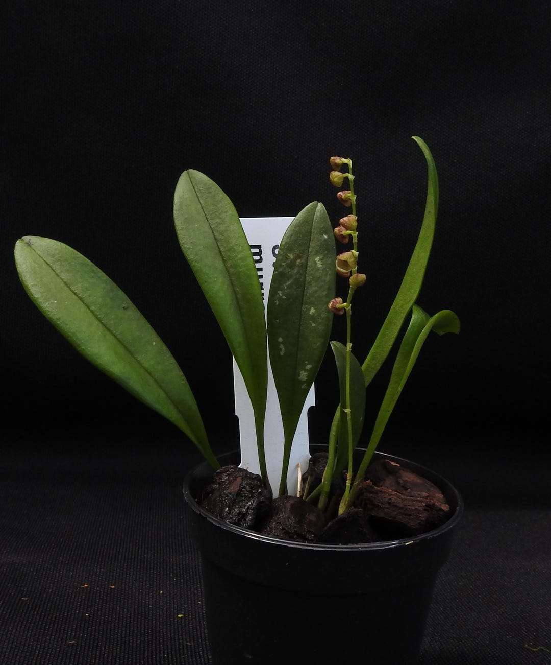 Stelis Argentata, Miniature Orchid Grown in the UK - Etsy UK