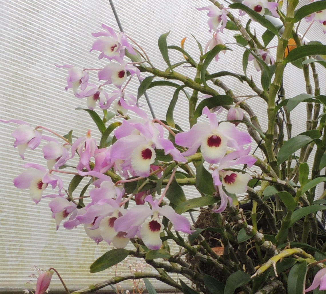 Dendrobium Nobile 'light Form', Orchid Grown in the UK - Etsy UK