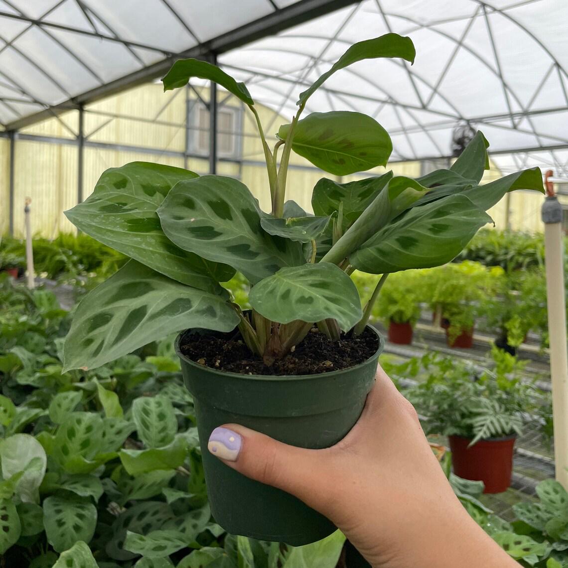 Prayer Plant: Beauty Kim - Etsy