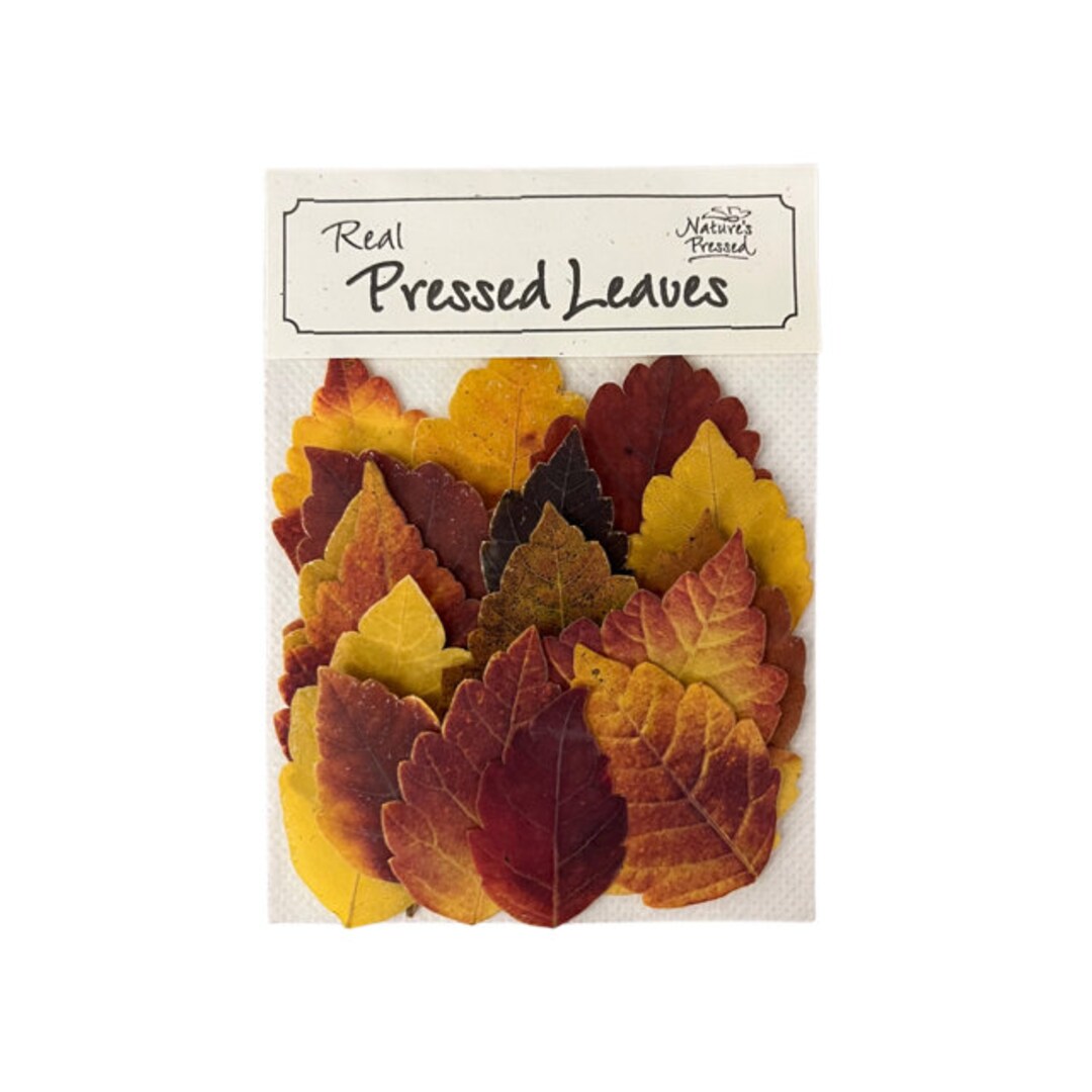 Pressed Oak-leaf Sumac Fall Remnants 25 Leaves - Etsy