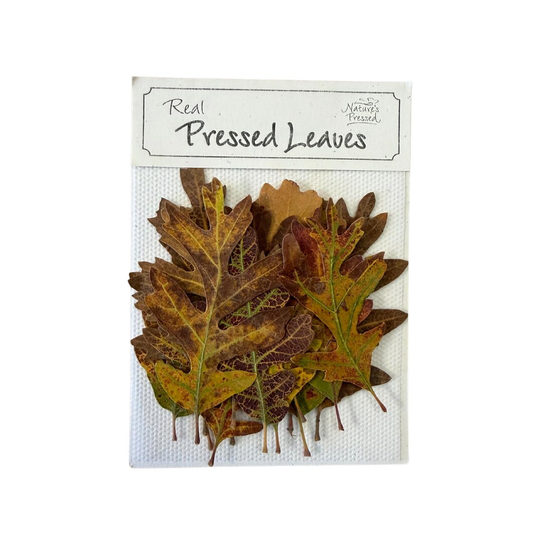 Pressed Oak Fall Medium 16 Leaves - Etsy