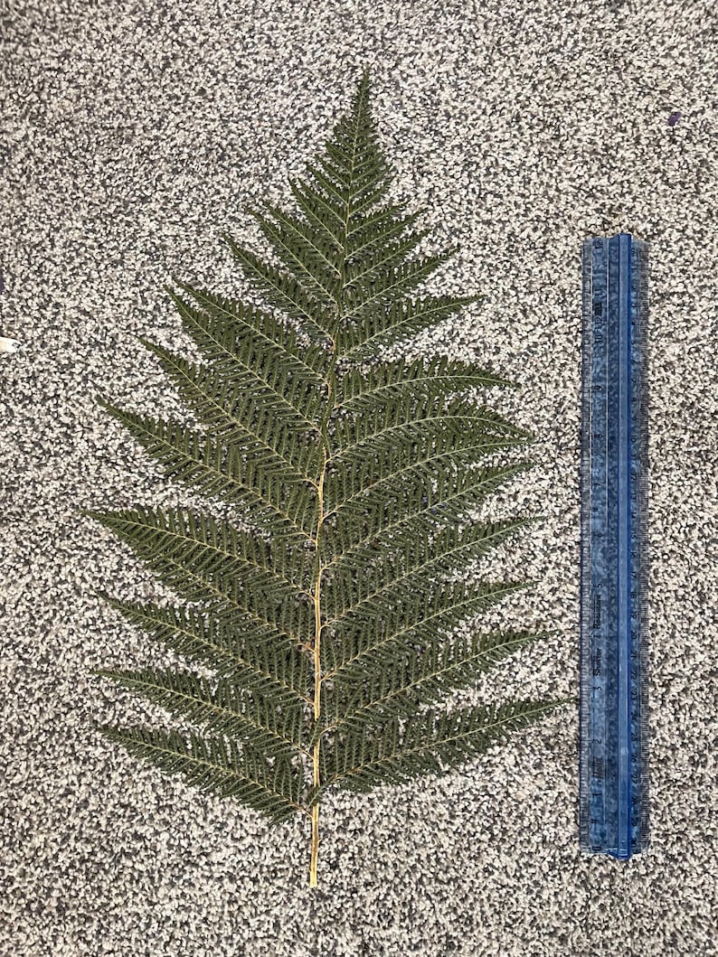 Feather Fern Giant 1 Frond per Page - Etsy
