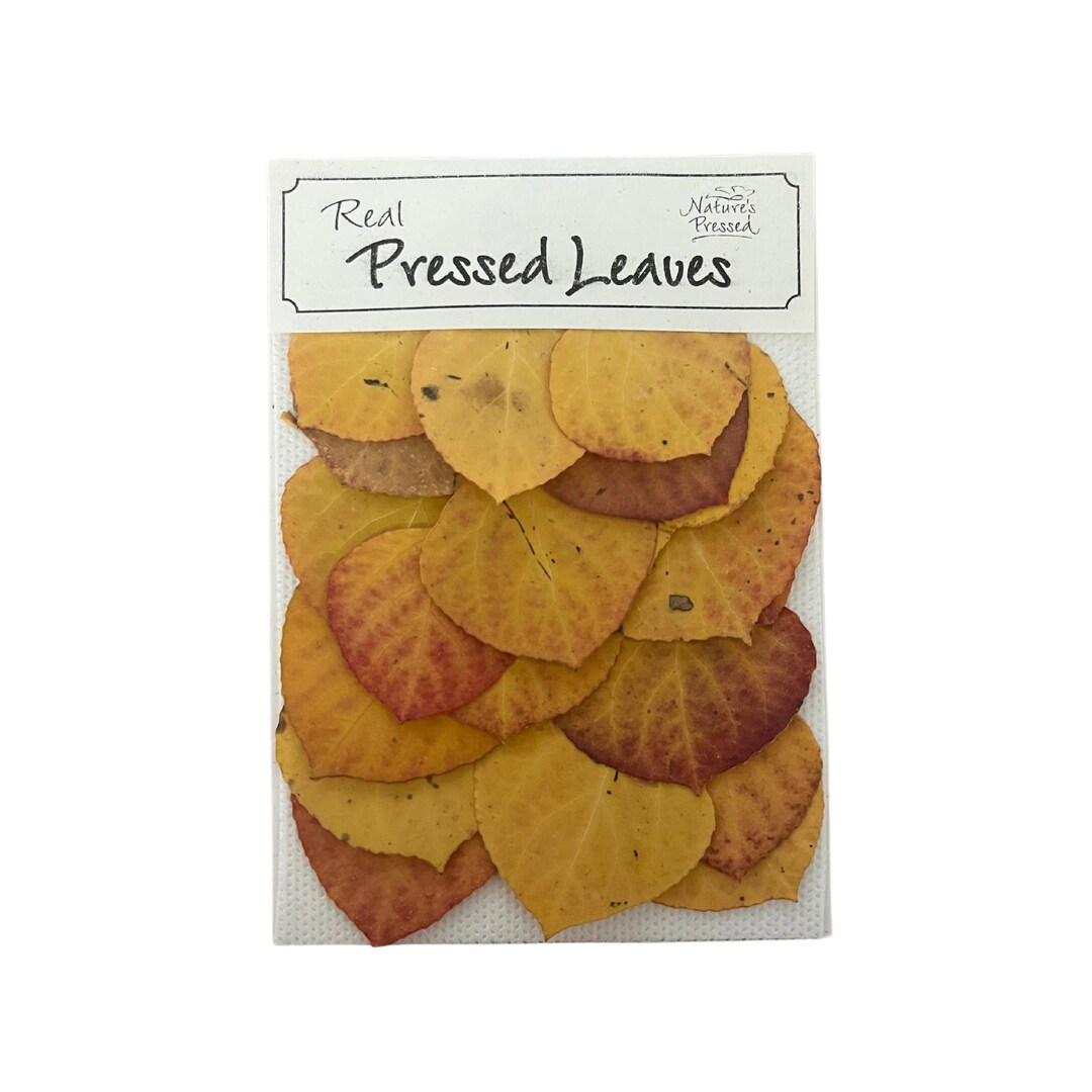 Aspen Fall 100 Leaves - Etsy
