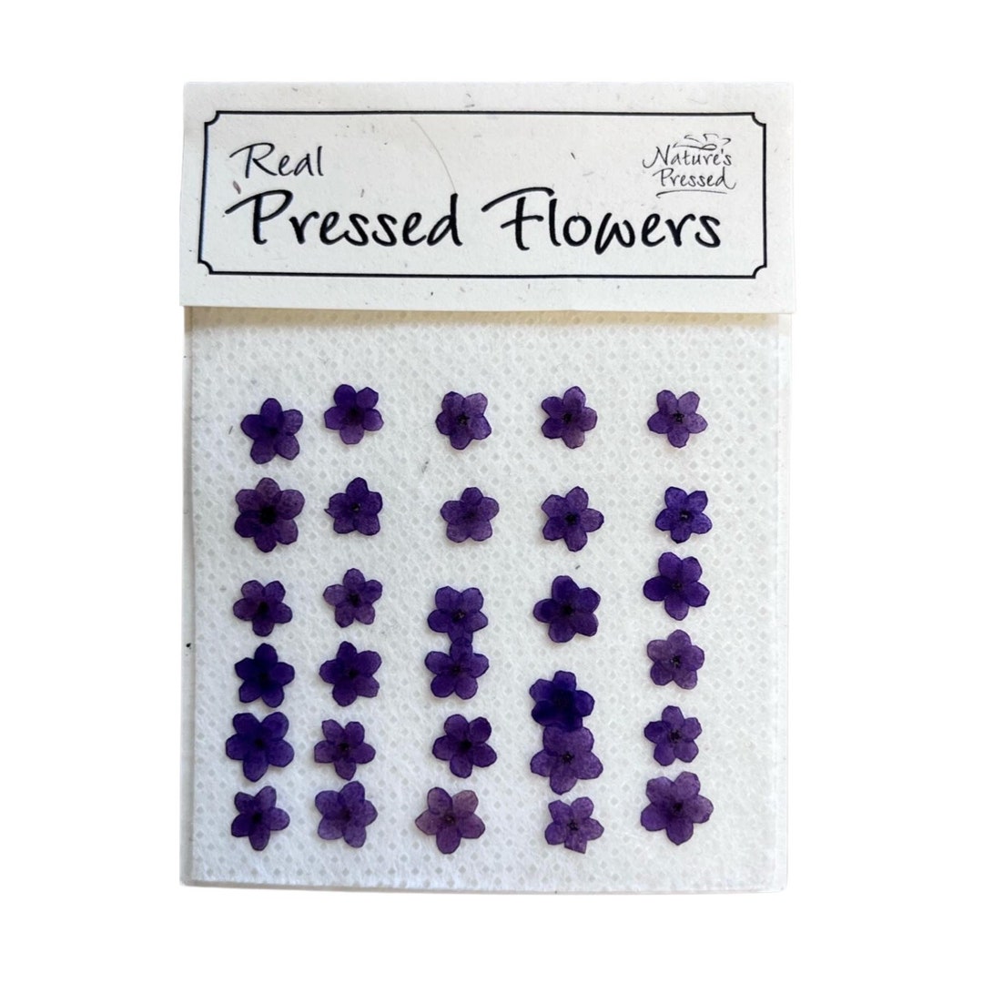 Forget-me-nots Singles Purple Shades (DYED) 30 Flowers - Etsy