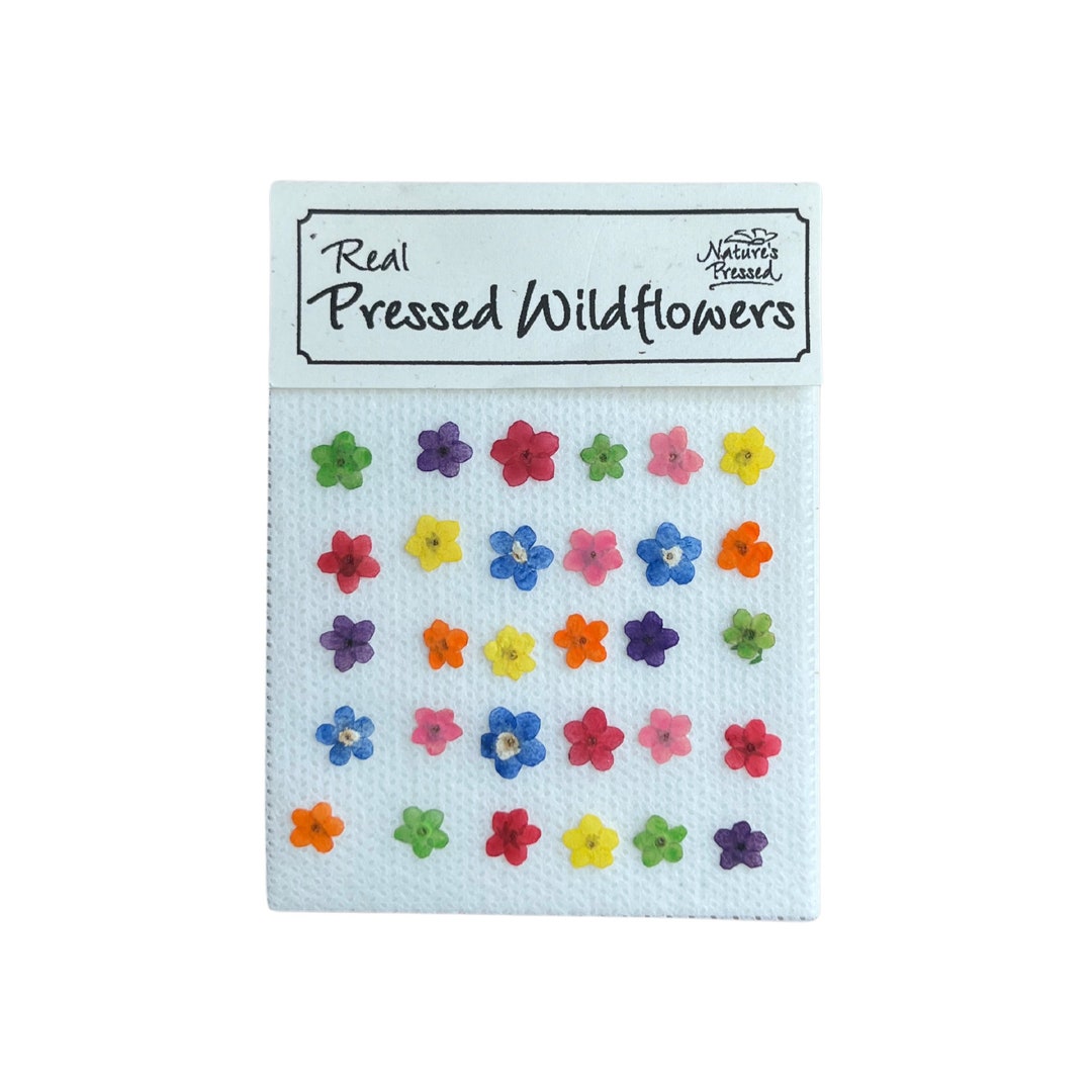 Forget-me-nots Singles Assorted Shades (DYED) 30 Flowers - Etsy