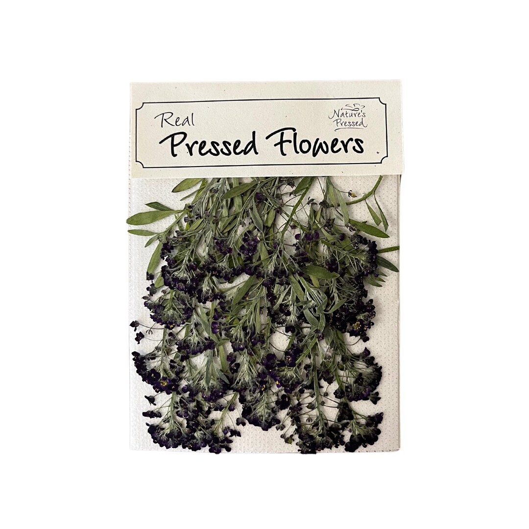 Alyssum Purple (edible) 24 Flowers - Etsy