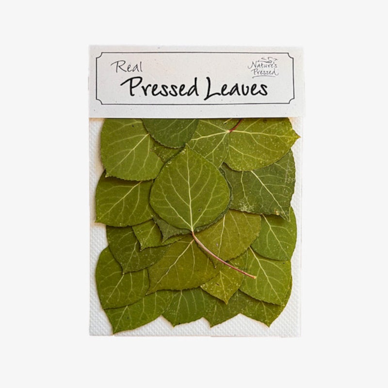 Real Dried Leaves - Etsy