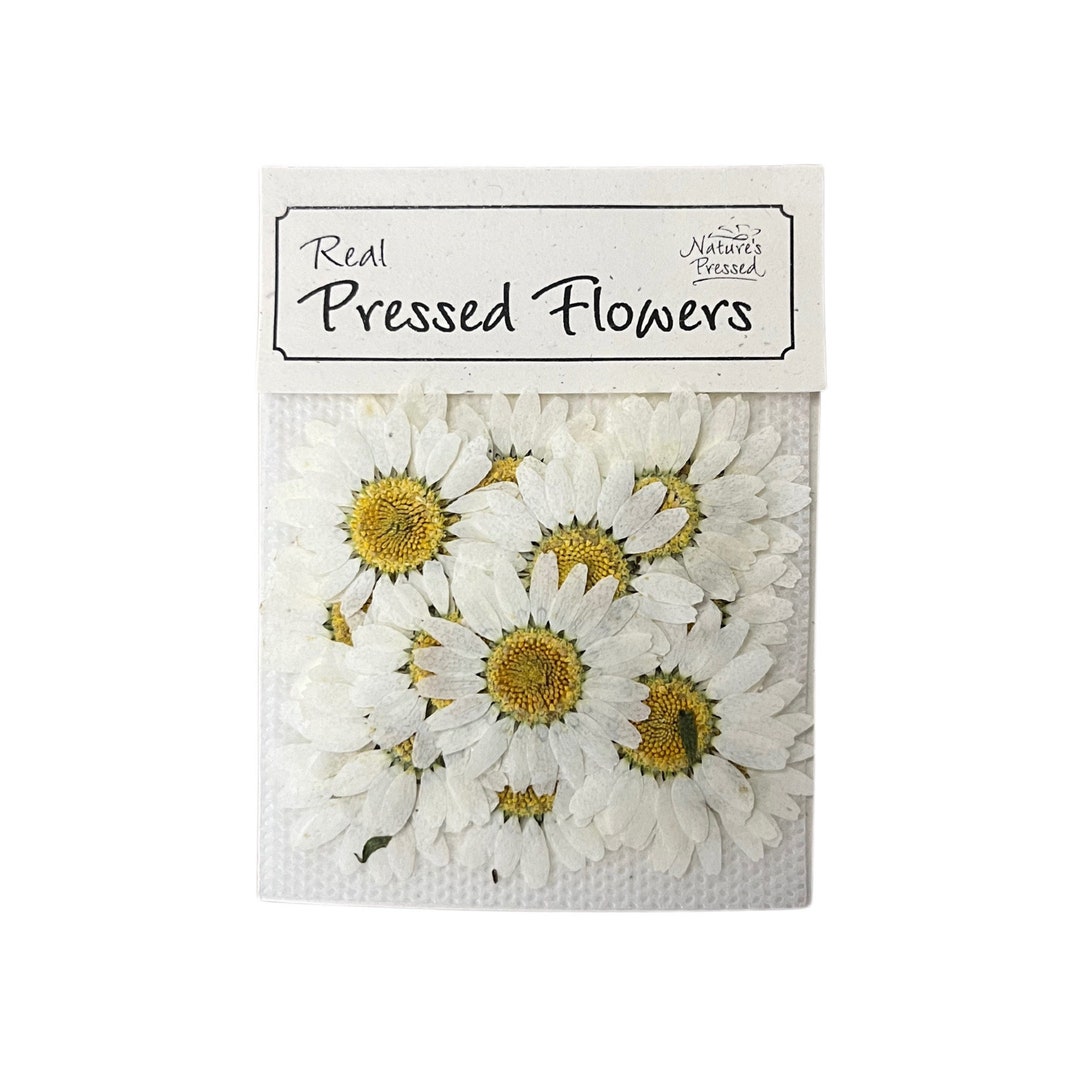 Daisy White (edible) 20 Flowers - Etsy