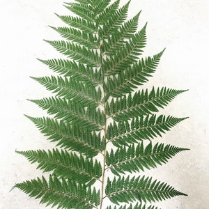 Feather Fern Giant 1 Frond per Page - Etsy
