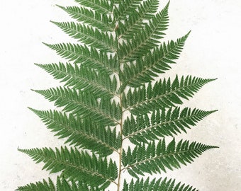 Feather Fern Large 1 Frond per Page - Etsy