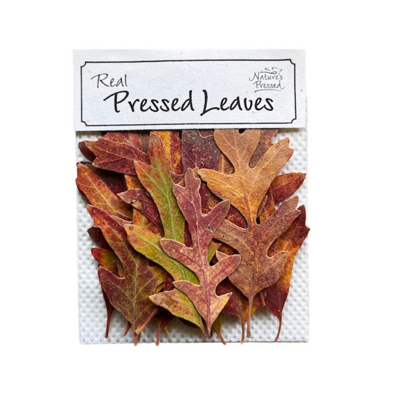 Acorn Oak Leaves - Etsy