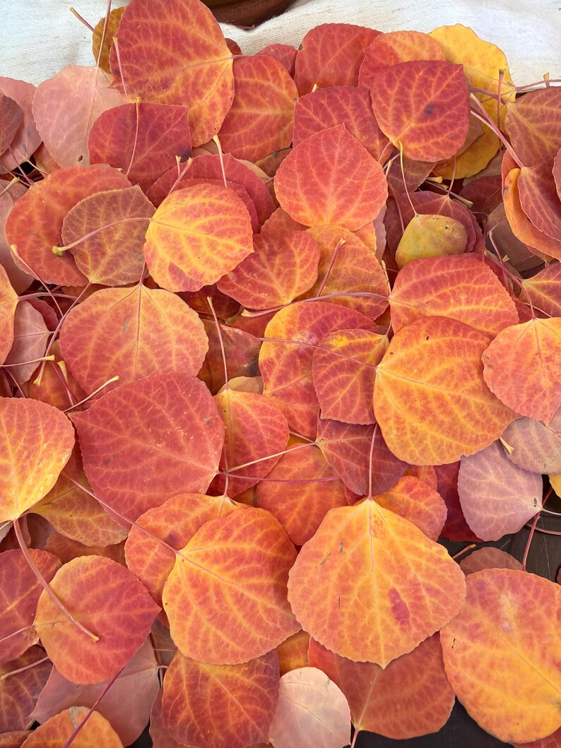 Pressed Fall Aspen Leaves – for Resin, Scrapbooking, Crafts. 100 Leaves ...