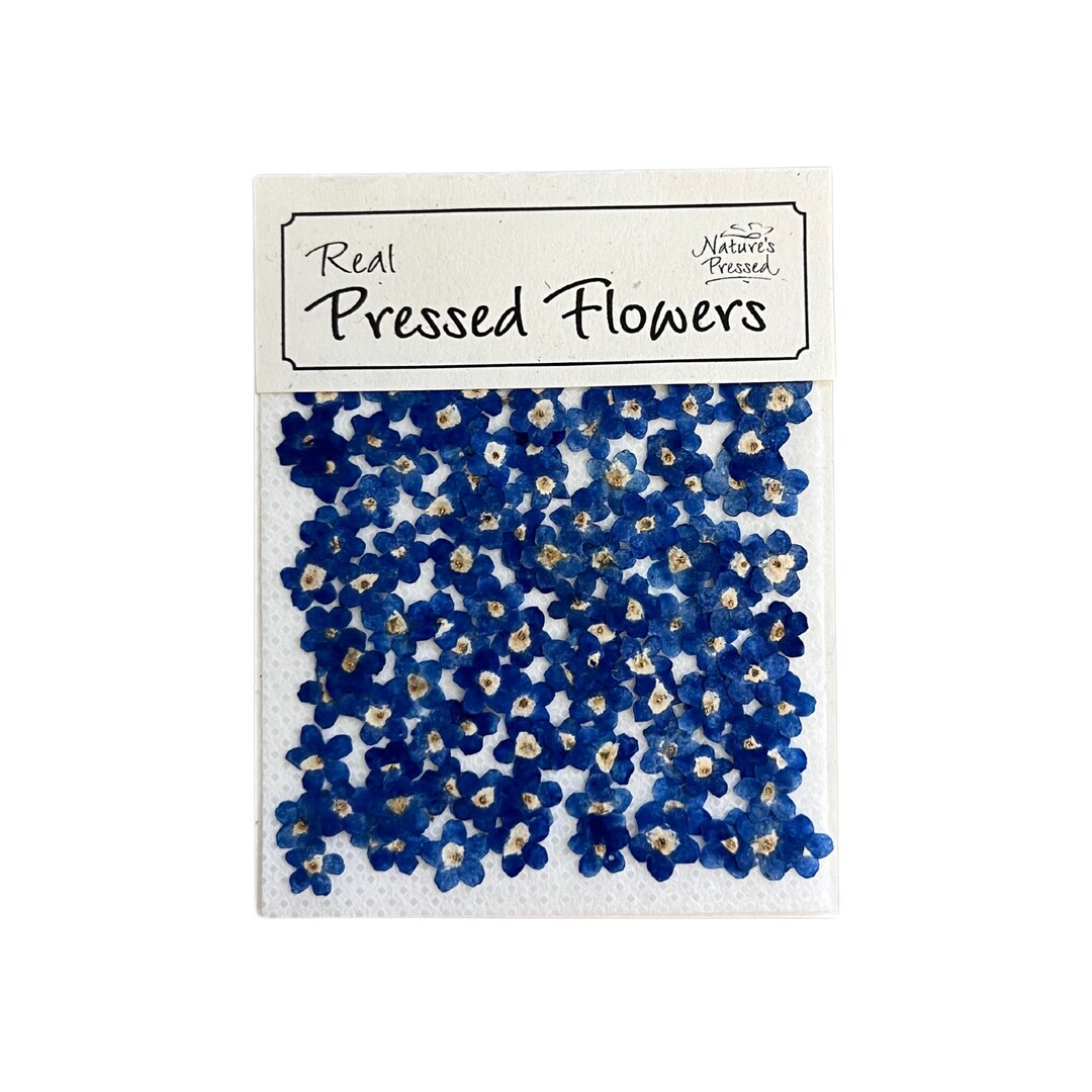 Forget-me-nots Singles Blue Shades (DYED) - 100 Flowers - Etsy
