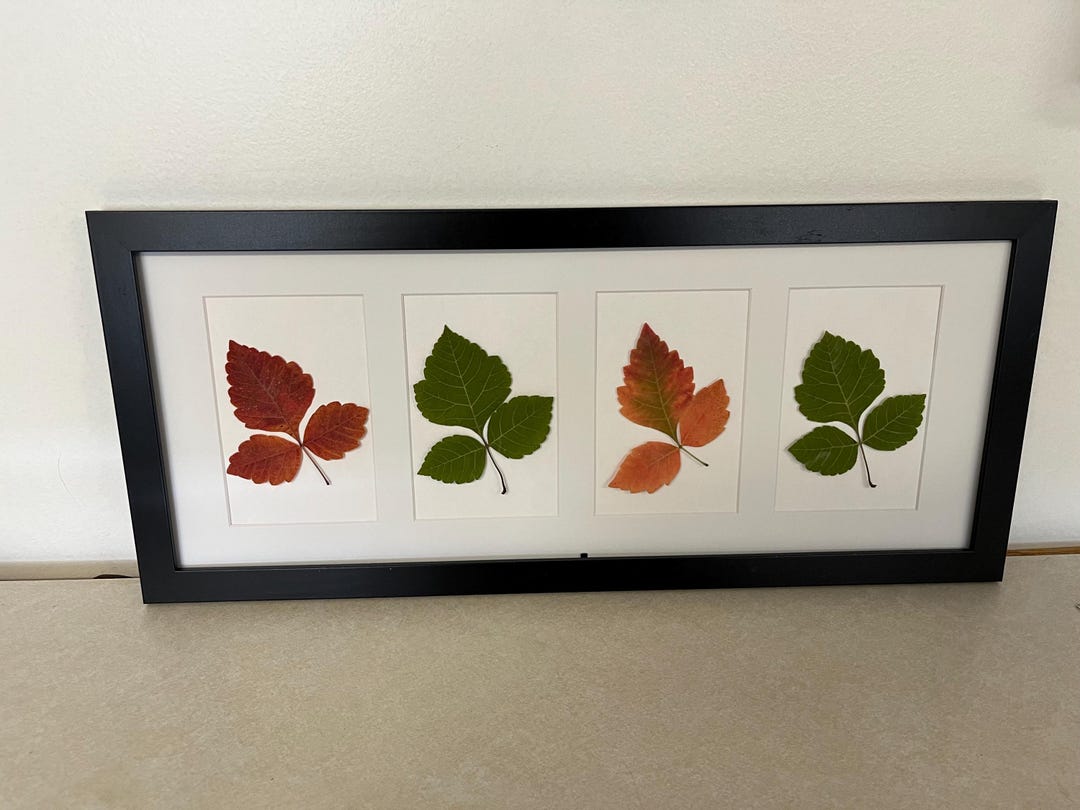 Framed Leaf Assortment - Etsy
