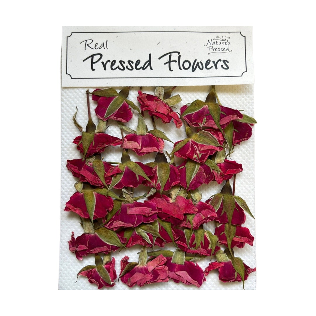 Pressed Mini Red Rose Buds (with Stems) 20 Flowers - Etsy