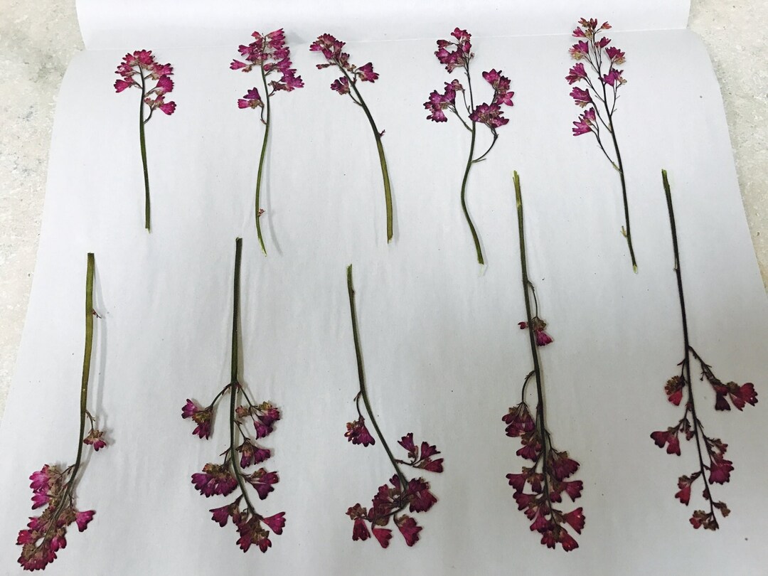 Coral Bell Stalks 100 Stalks - Etsy