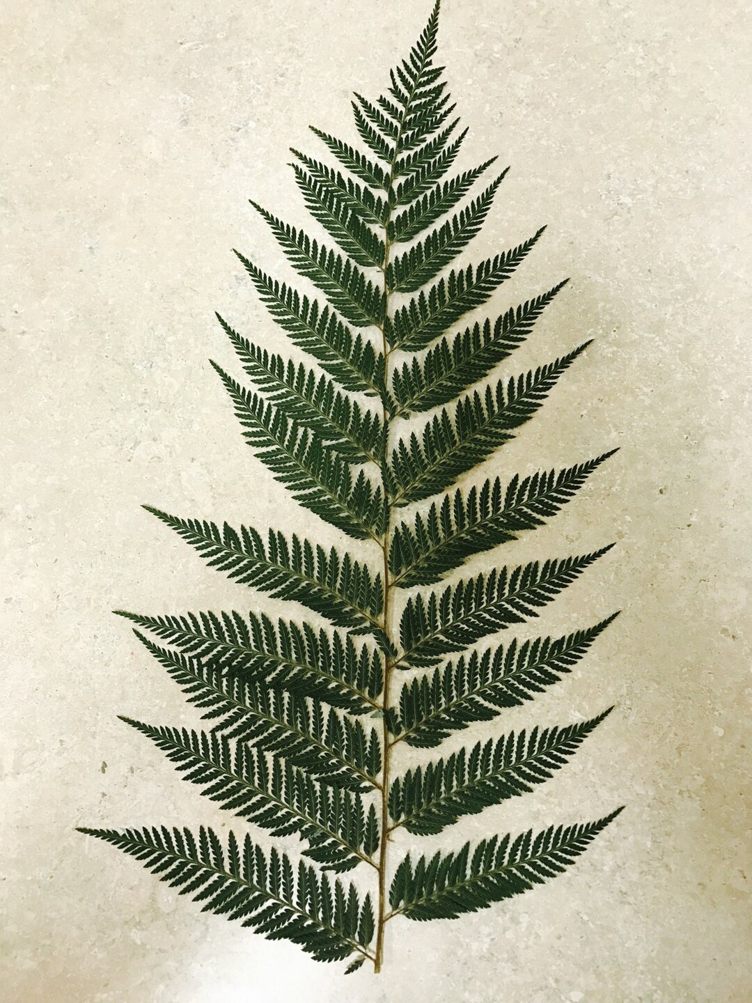 Feather Fern Large 1 Frond per Page - Etsy