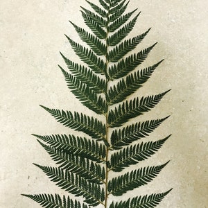 Feather Fern Large 1 Frond per Page - Etsy