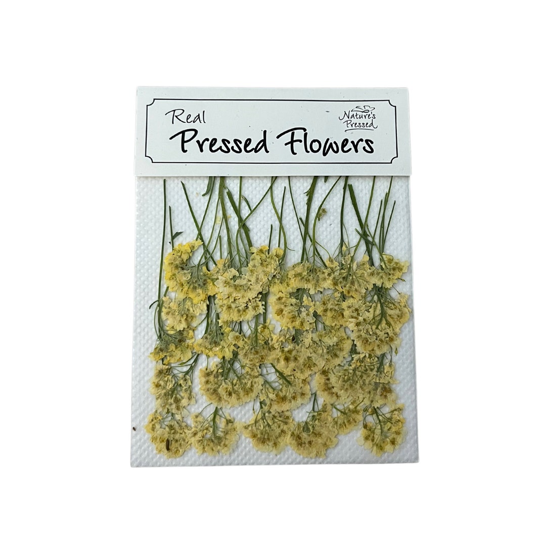 Edible Pressed Alyssum – Cream Flowers for Cakes, Baking, Edible ...