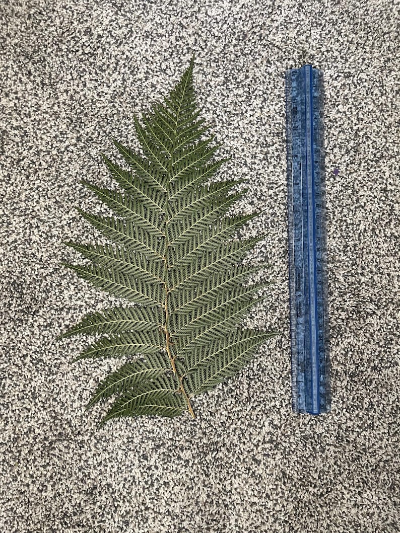 Feather Fern Large 1 Frond per Page - Etsy