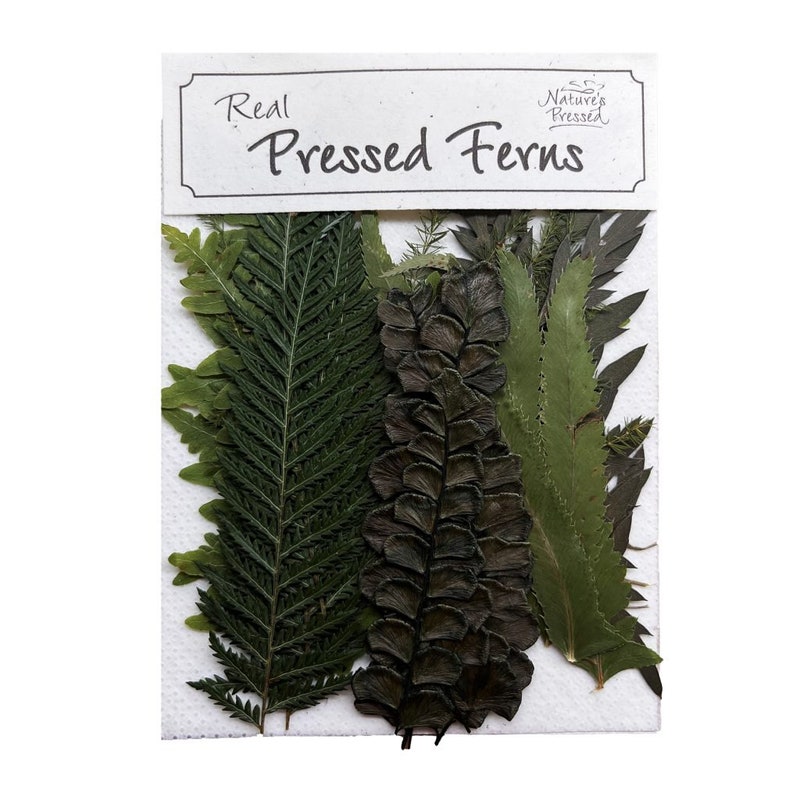 Dried Fern for Crafts - Etsy
