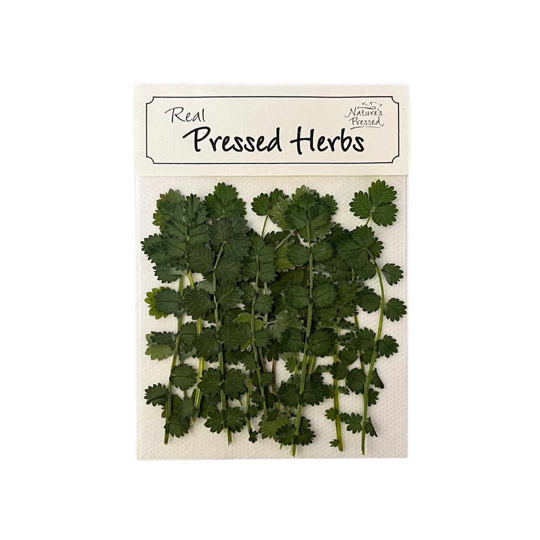 Edible Pressed Herbs - Burnet. 18 Pieces - Etsy