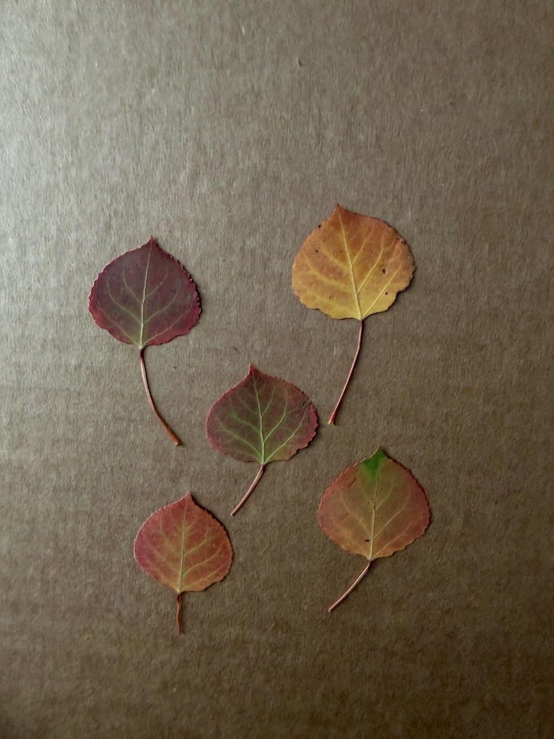 Pressed Fall Aspen Leaves – for Resin, Scrapbooking, Crafts. 100 Leaves ...