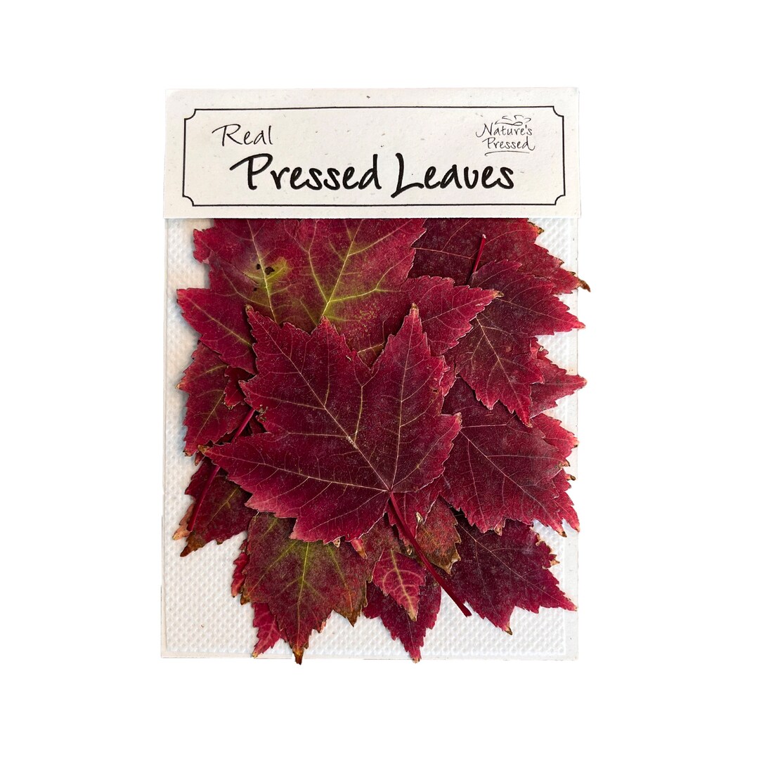 Amur Maple Fall 100 Leaves - Etsy