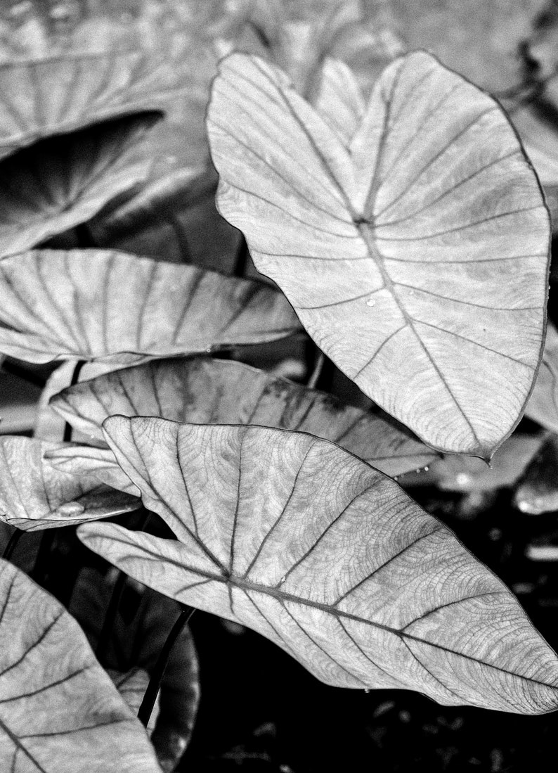 Kalo Wall Art, Hawaii Wall Art, Hawaii Nature Photography, Native ...