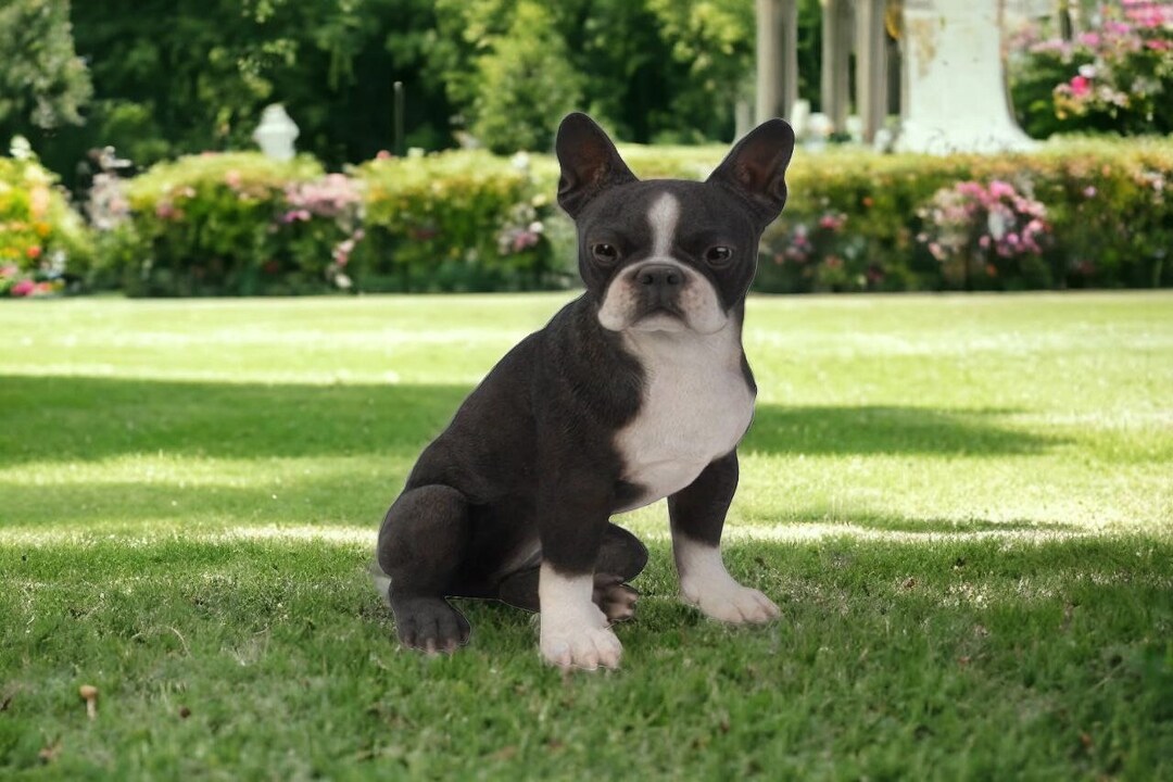 Hand Painted Boston Terrier Dog Figure Sitting Boston Terrier Statue ...