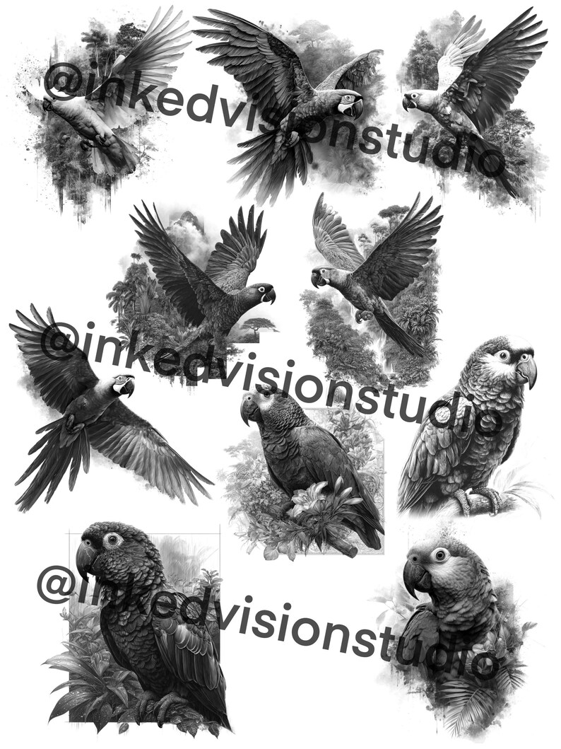 Parrot Realism Procreate Stamp Set 1 - 50 Parrot Bird Nature Brush ...