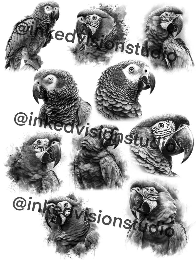 Parrot Realism Procreate Stamp Set 1 - 50 Parrot Bird Nature Brush ...