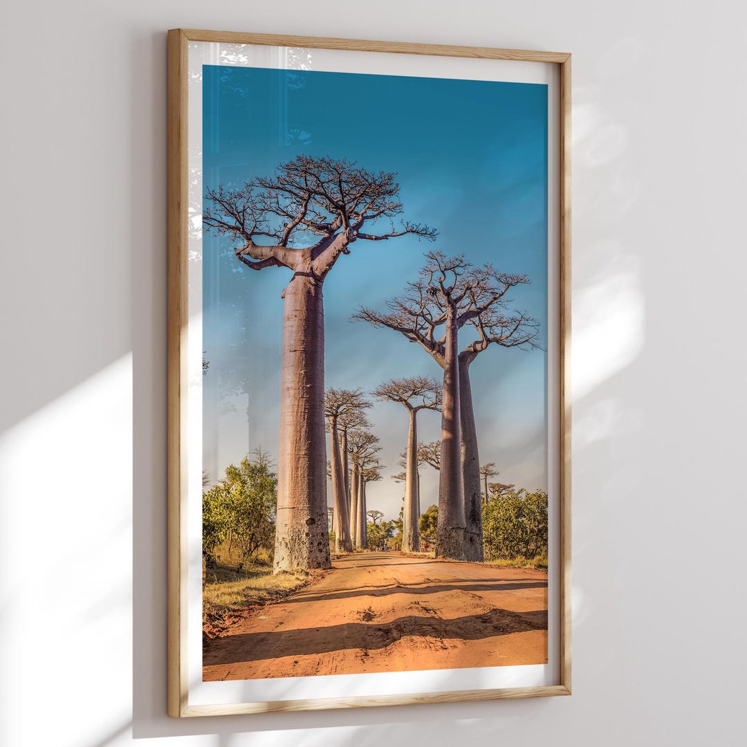 Alley of the Baobabs Madagascar Fine Art Photography Print, Iconic ...