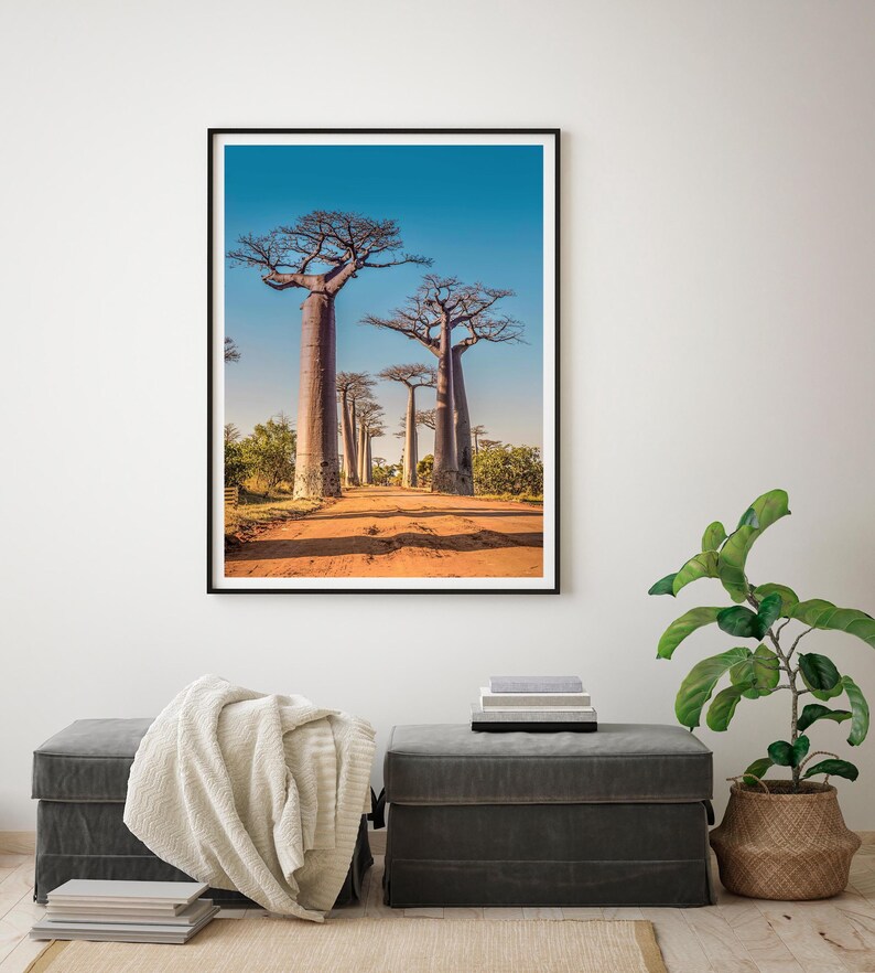 Alley of the Baobabs Madagascar Fine Art Photography Print, Iconic ...