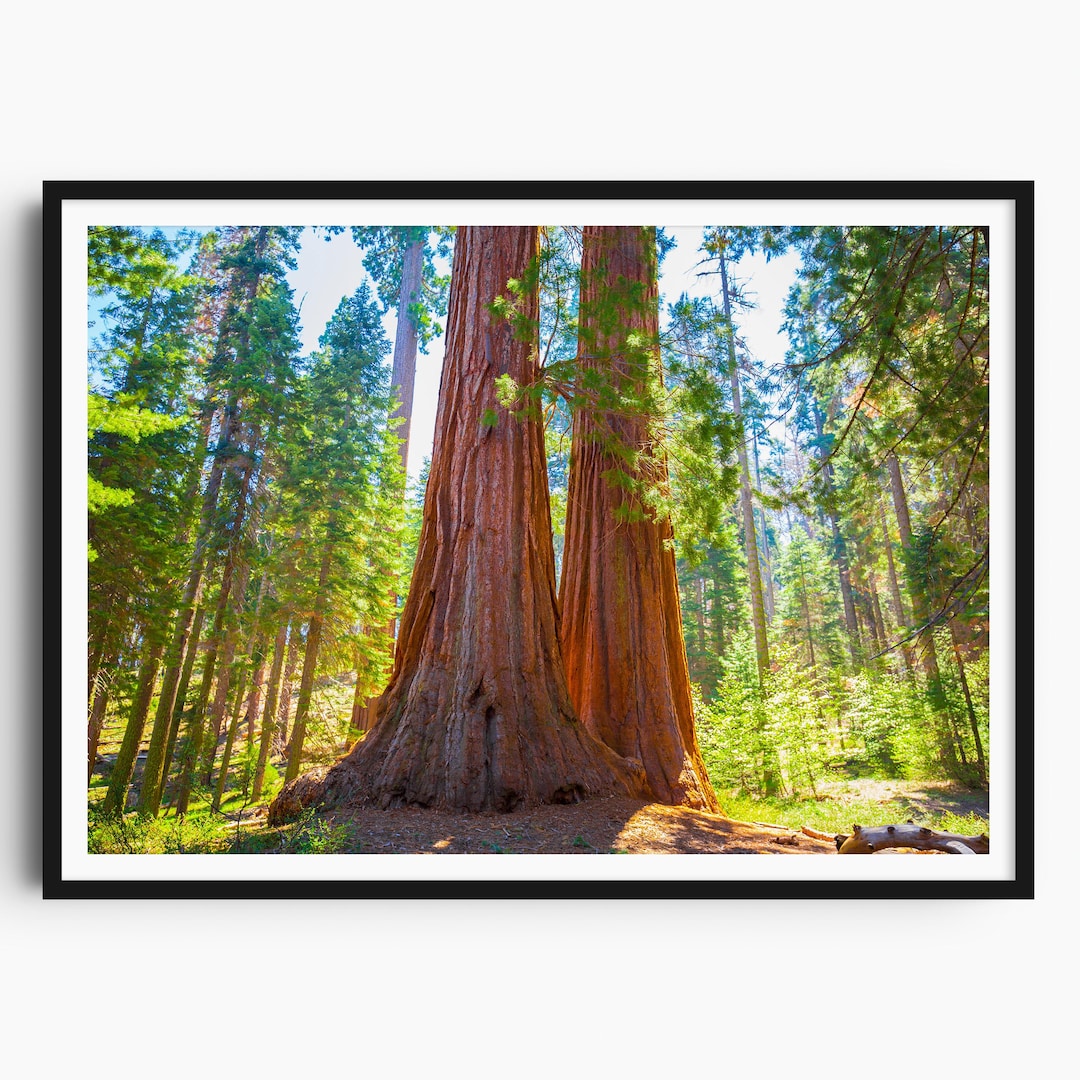 Sequoia National Park Photo Print, Sequoia Wall Art, Sequoia Poster ...