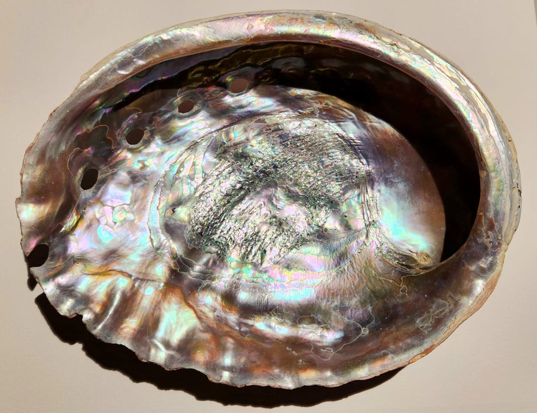 HUGE White Abalone Shells - Etsy