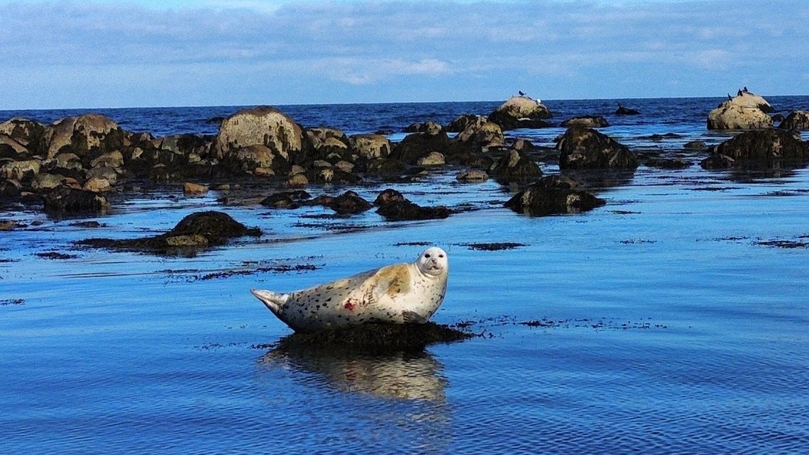 Seals at Manomet Point Plymouth, Ma - Etsy