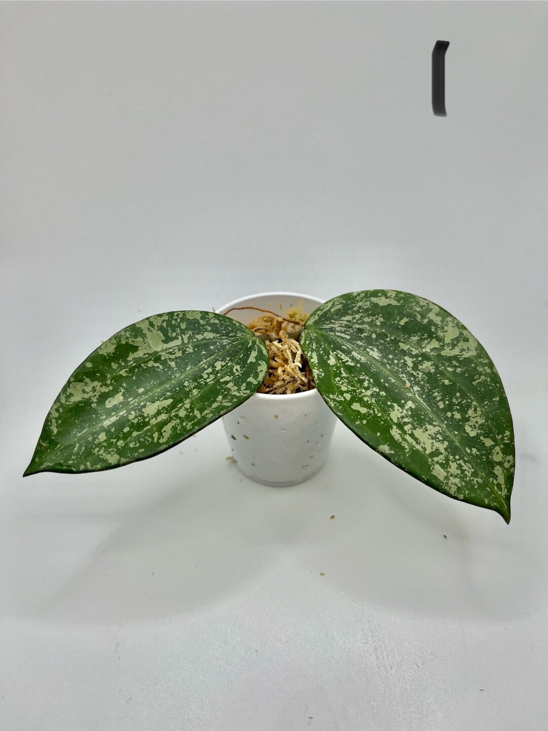 Hoya Rangsan Splash, Rooted Rare Hoya Starter Plant Cutting - Etsy