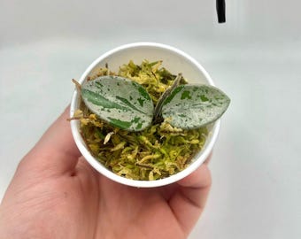 Hoya Mathilde Super Splash#s1 - Etsy