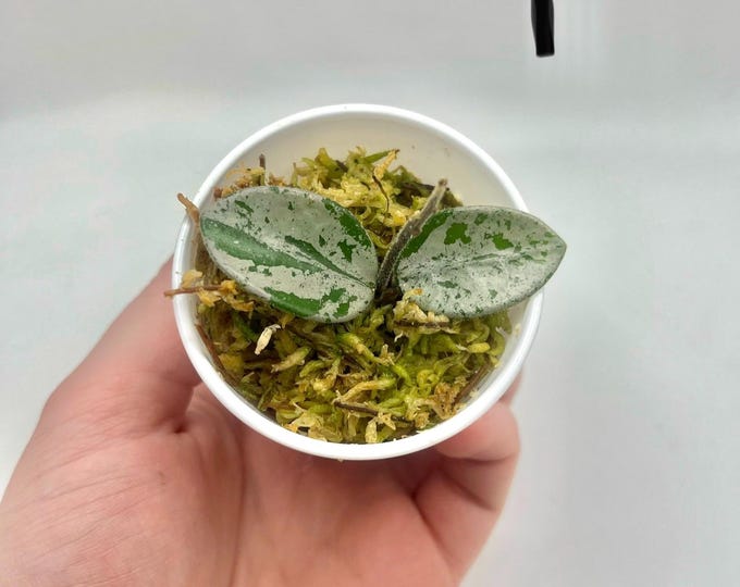 Hoya Mathilde Super Splash | 4'' Pot | Rare Hoya | US Seller | Well ...