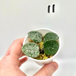 Hoya Mathilde - Etsy