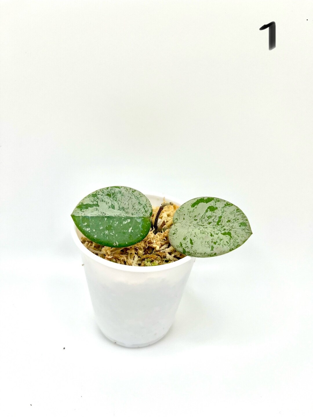 Rare Hoya Mathilde Super Splash 1-2 Leaf Actively Rooting Cuttings HEAT ...