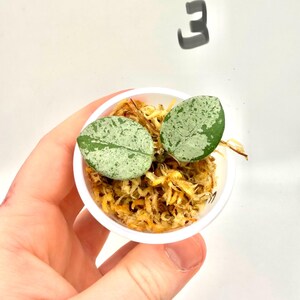 Rare Hoya Mathilde Super Splash Lightly Rooted Pick Your Plant - Etsy