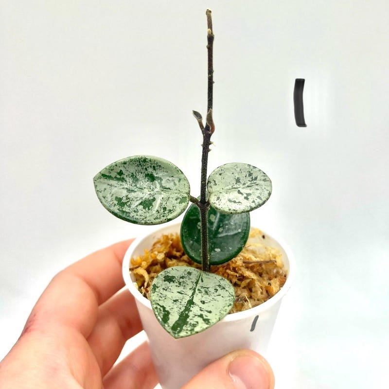 Hoya Mathilde - Etsy