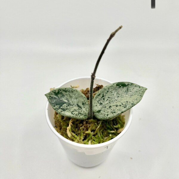 Hoya Mathilde - Etsy