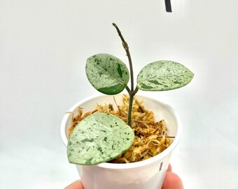 Hoya Mathilde Splash - Etsy