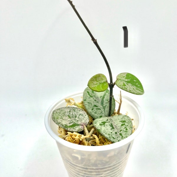 Hoya Mathilde - Etsy